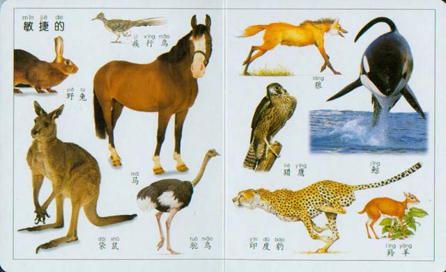 DK's My First Phonetics Book - Animals | Chinese Books | Story Books ...